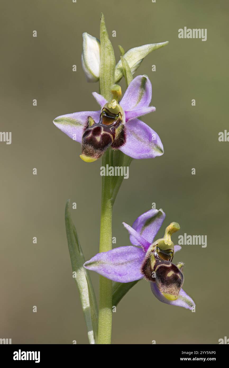 Snipe orchid, Ophrys scolopax, ragwort, flower, rare, orchid Stock ...