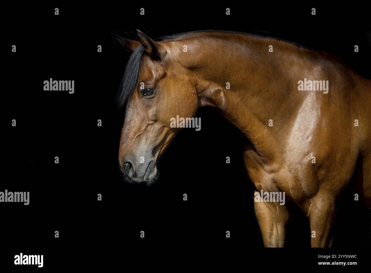 Brown Andalusian gelding in portrait in front of black background ...