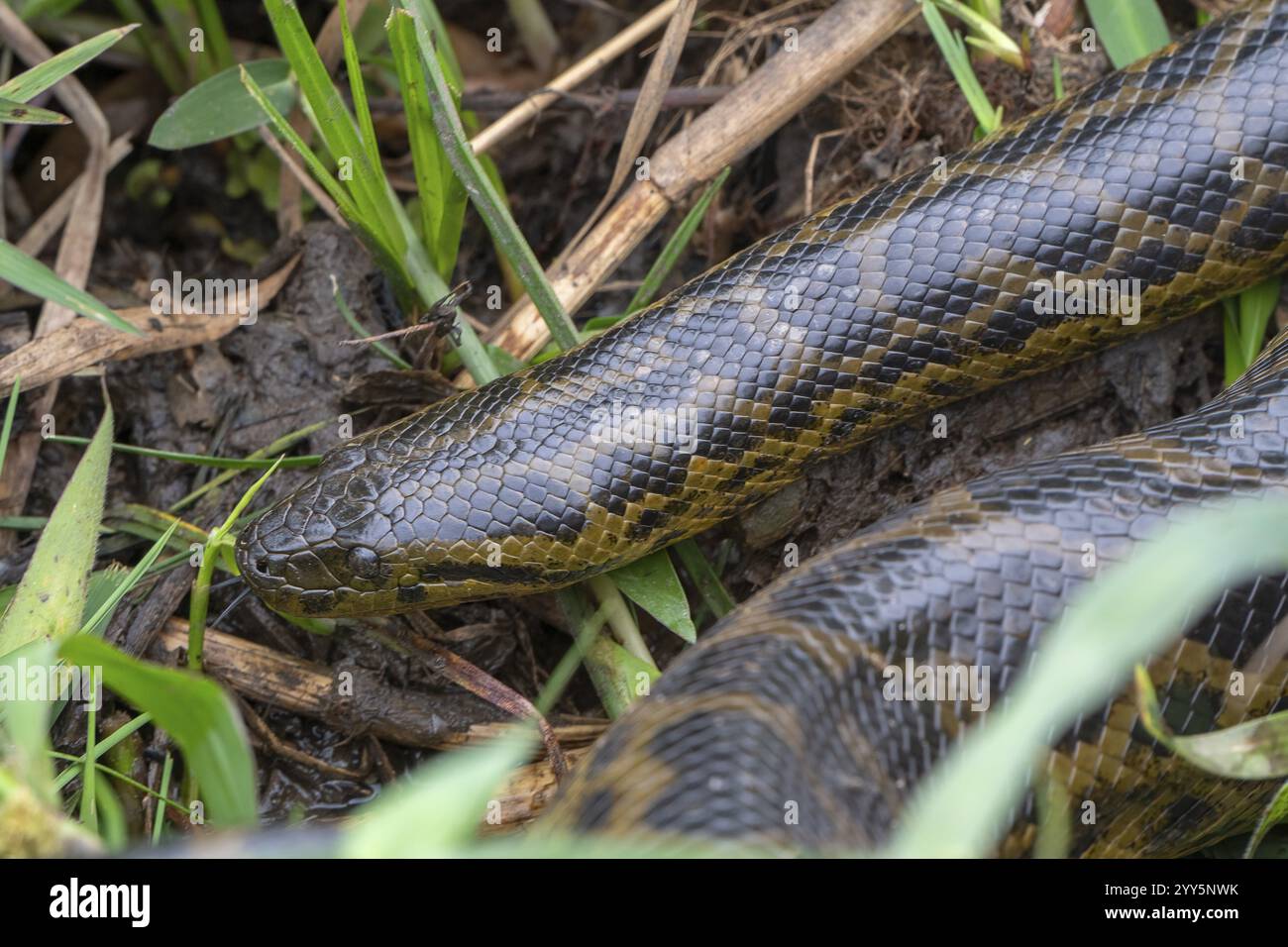 Yellow anaconda (Eunectes notaeus), also known as Paraguay anaconda or ...