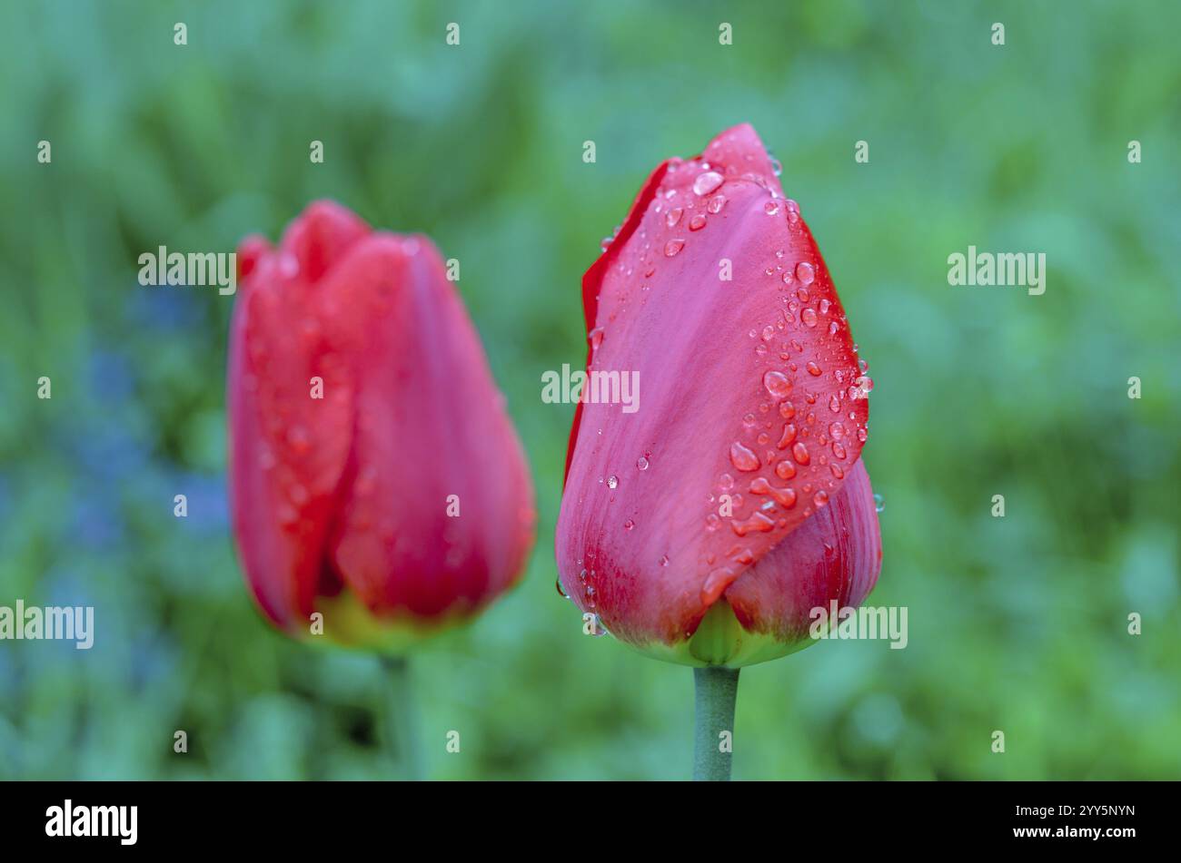 Two pink tulips with dewdrops in a natural garden setting, 16.12.2024 ...
