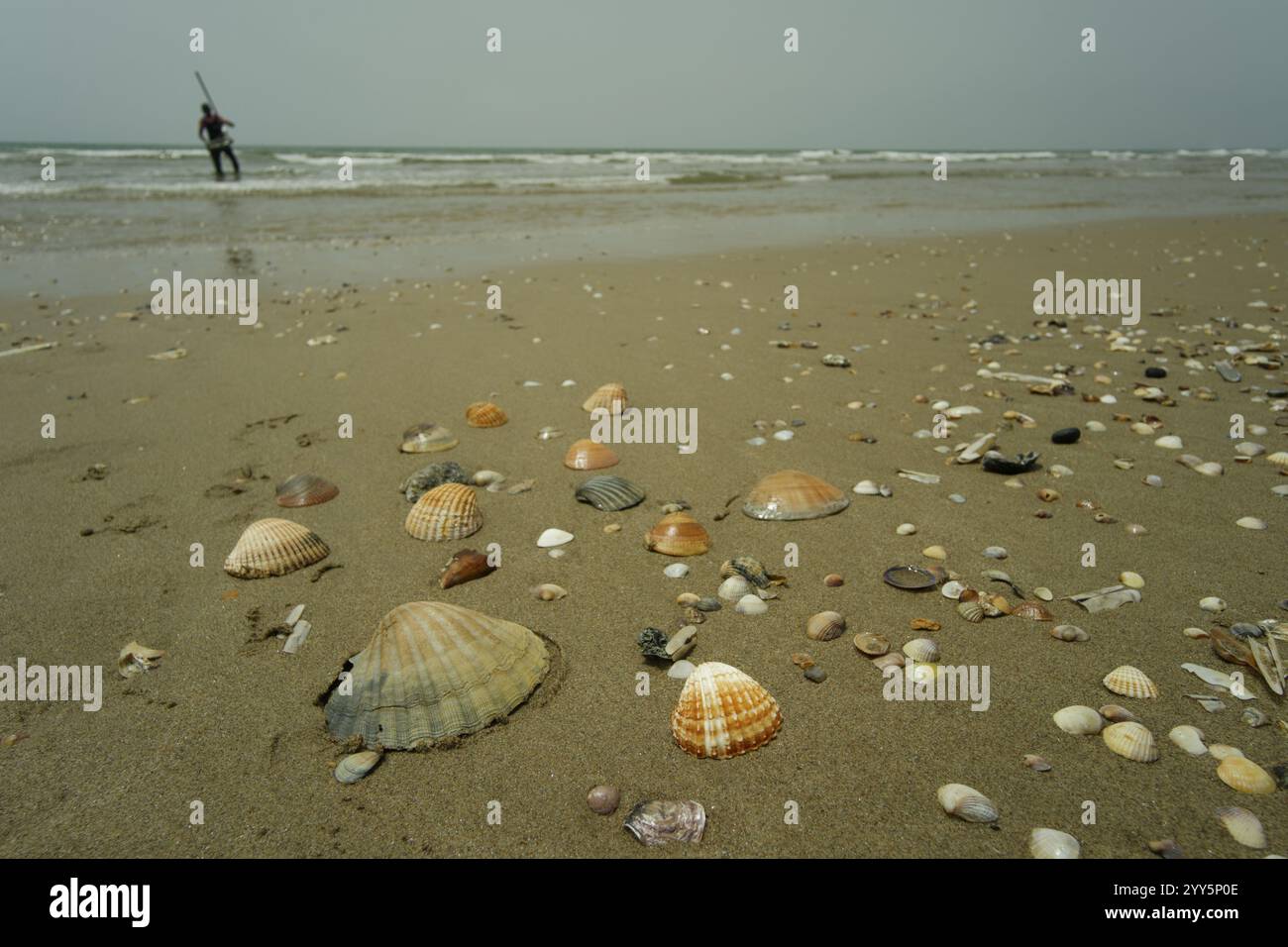 Mussel fisherman on the beach near Monte Gordo, Algarve, mussels ...