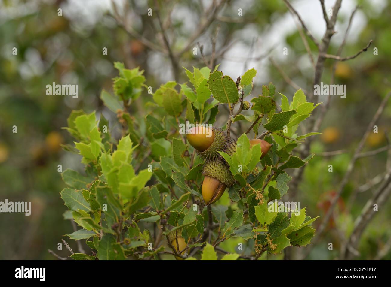 Quercus, Arrabida Natural Park, Portugal Stock Photo - Alamy