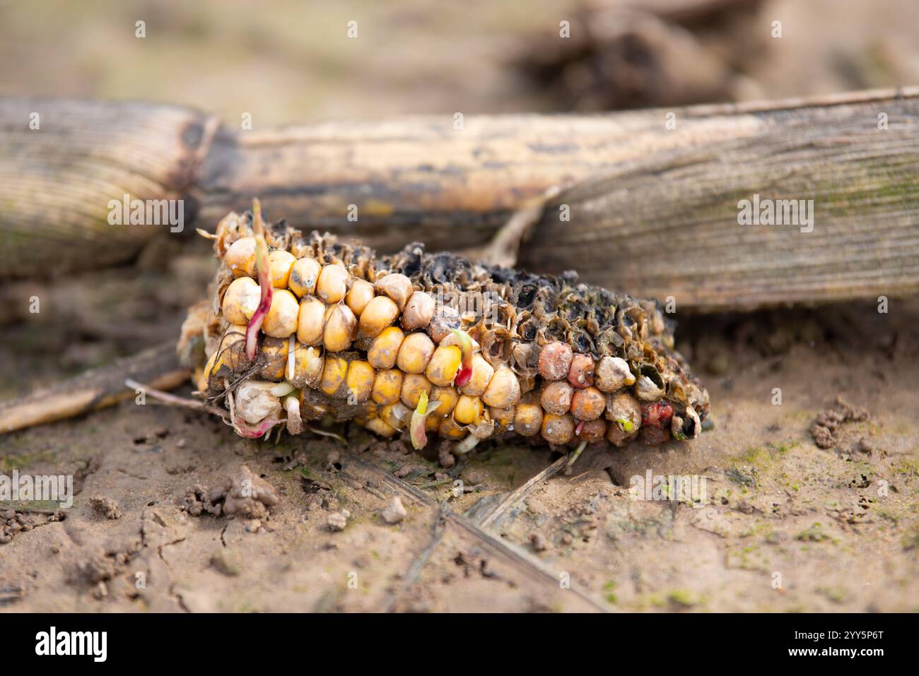 Rotten corn cob in a harvested field, sprouts growing from seeds ...