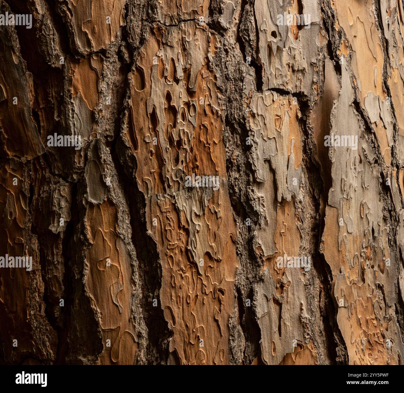 Maritime Pine, Pinus pinaster trunk symbol. Texture made of maritime ...