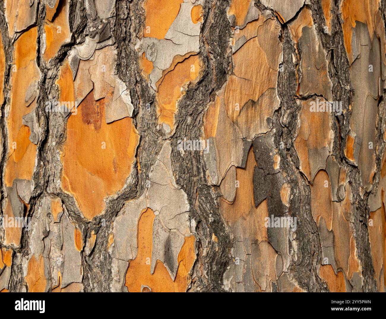 Maritime Pine, Pinus pinaster trunk symbol. Texture made of maritime ...