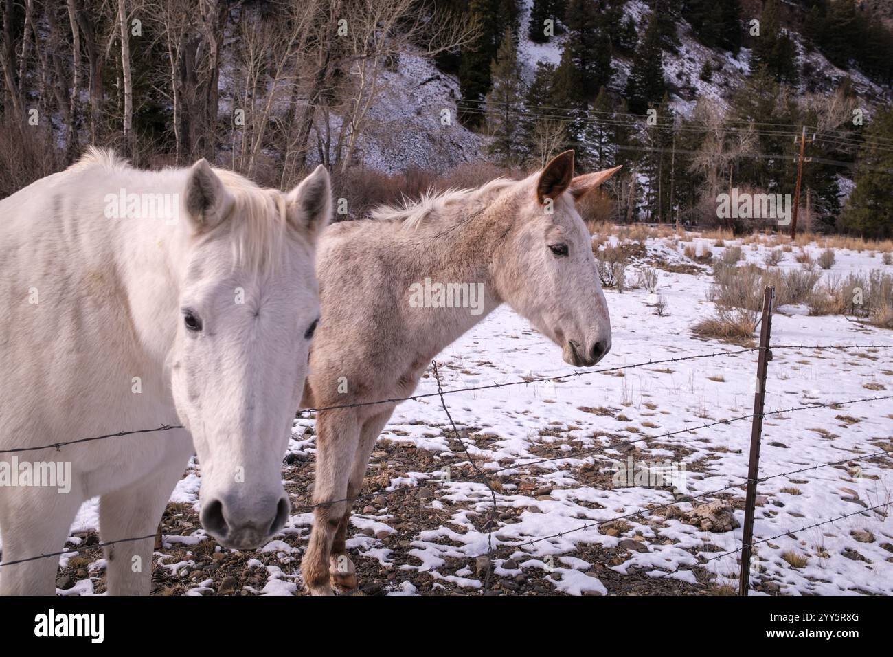Ranch horses and a mule Stock Photo - Alamy