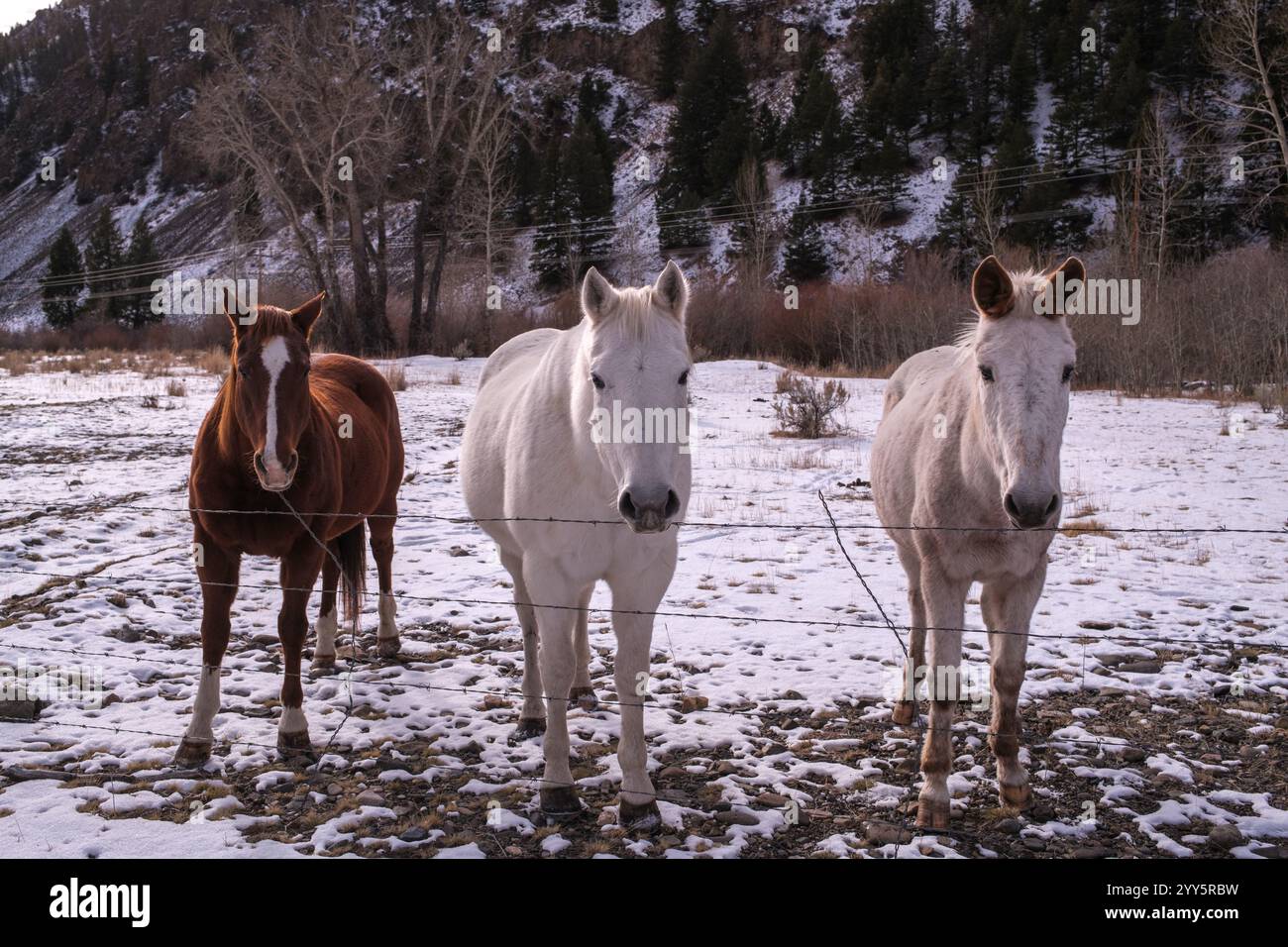 Ranch horses and a mule Stock Photo - Alamy