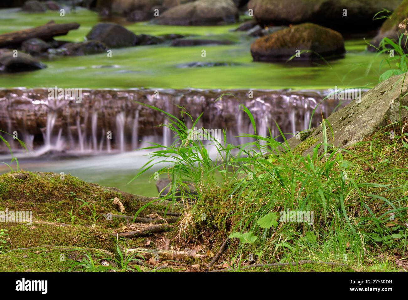 brook in the green forest. recreation wallpaper. water flows among ...