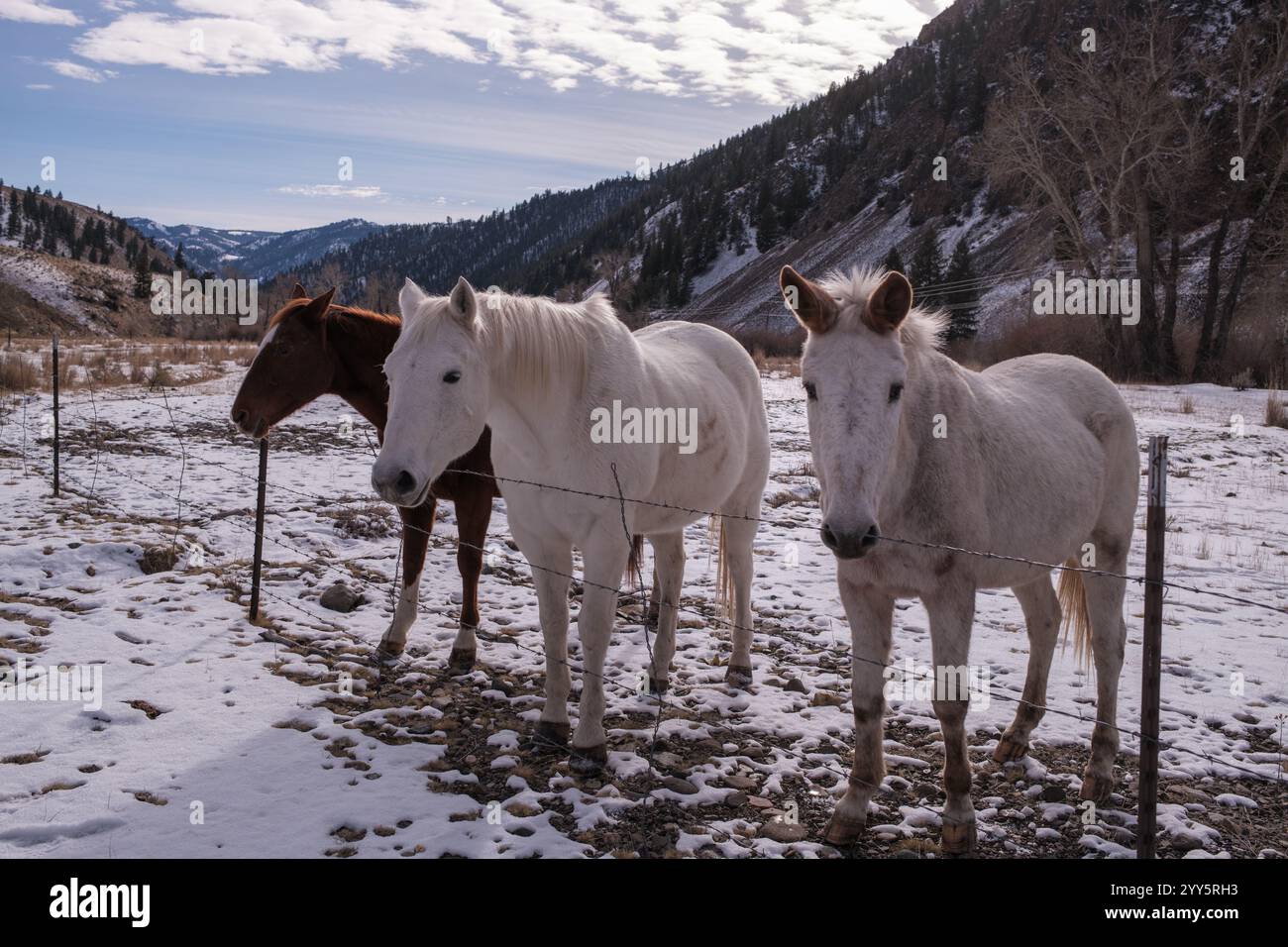 Photo of a mule hi-res stock photography and images - Alamy