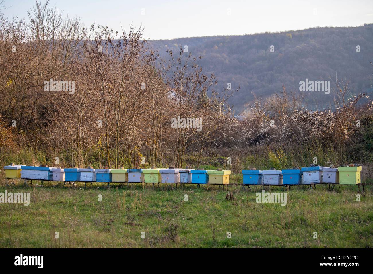 A row of bee hives in a field of flowers with an orchard behind. Hives ...