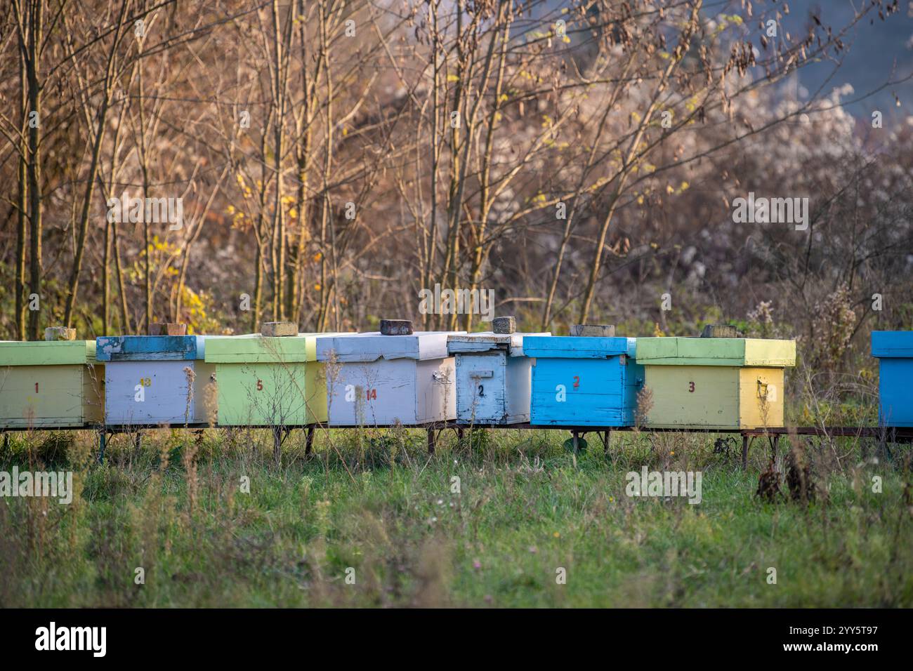 A row of bee hives in a field of flowers with an orchard behind. Hives ...