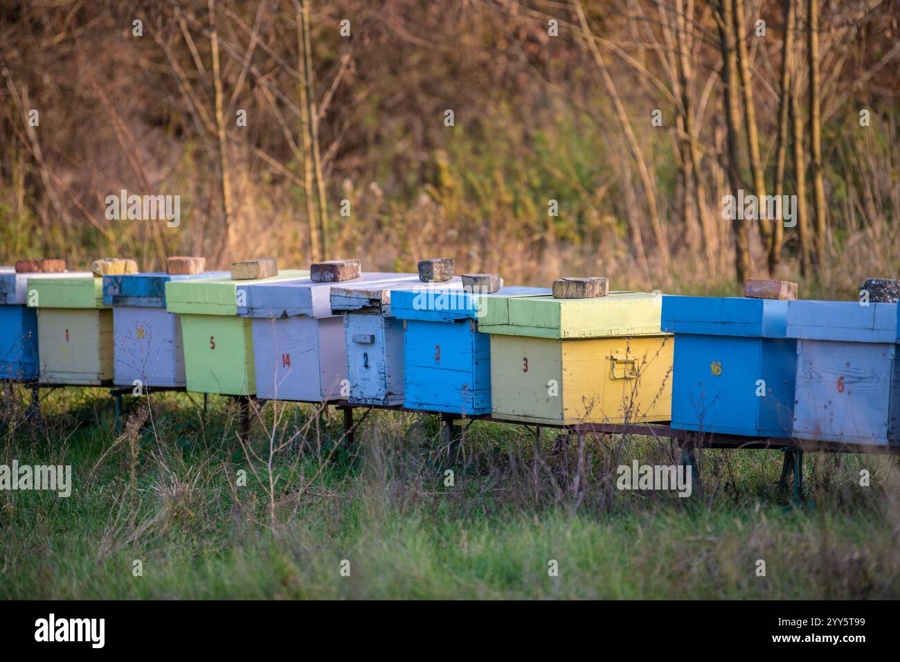 A row of bee hives in a field of flowers with an orchard behind. Hives ...