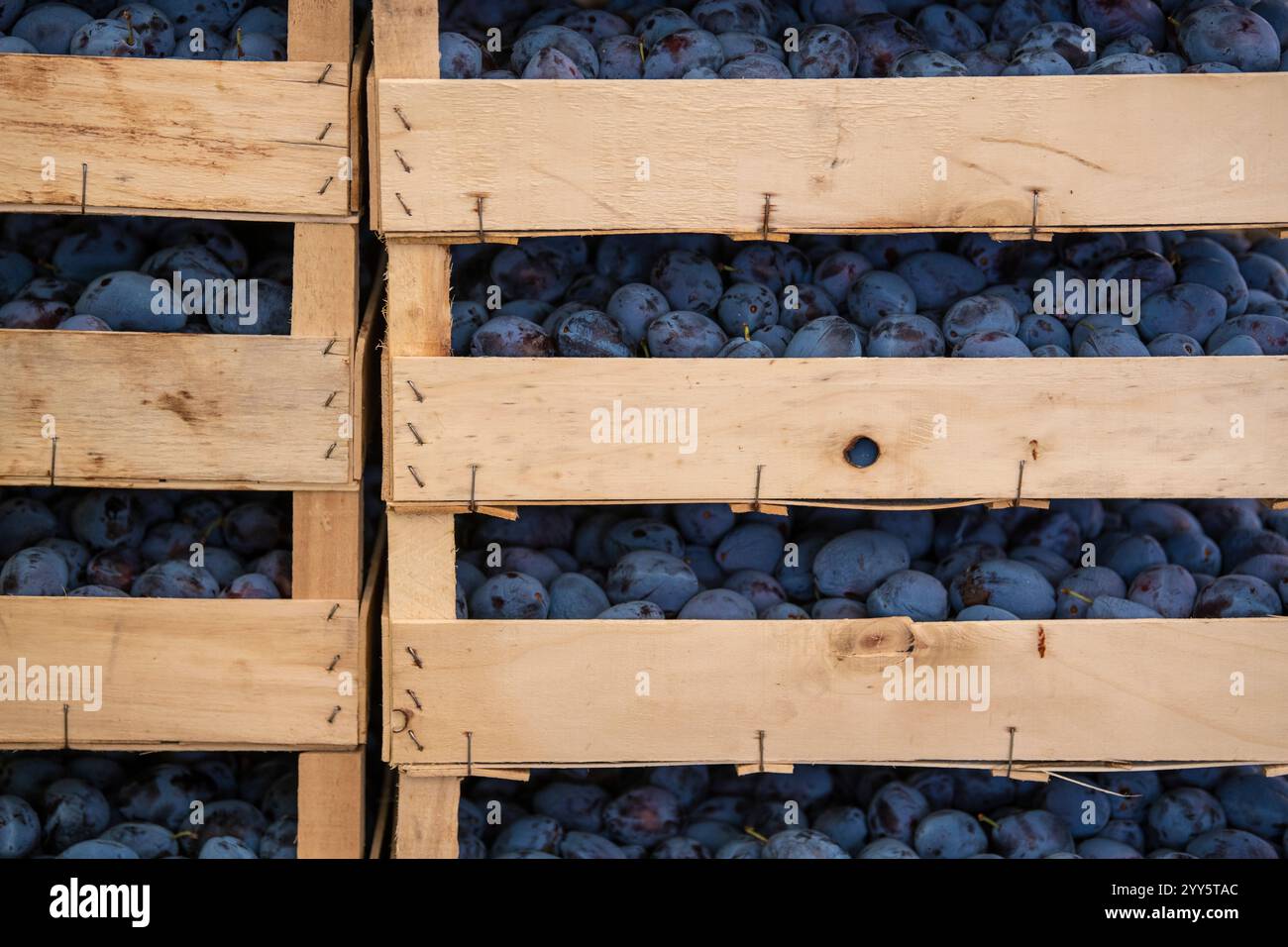 Big pile of blue plums in wooden crates at street market, freshly ...