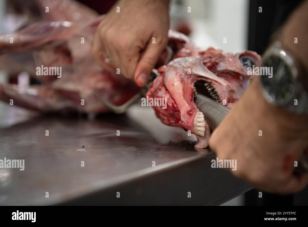 Preparing a young suckling lamb (sheep) for roasting on skewer. Whole ...