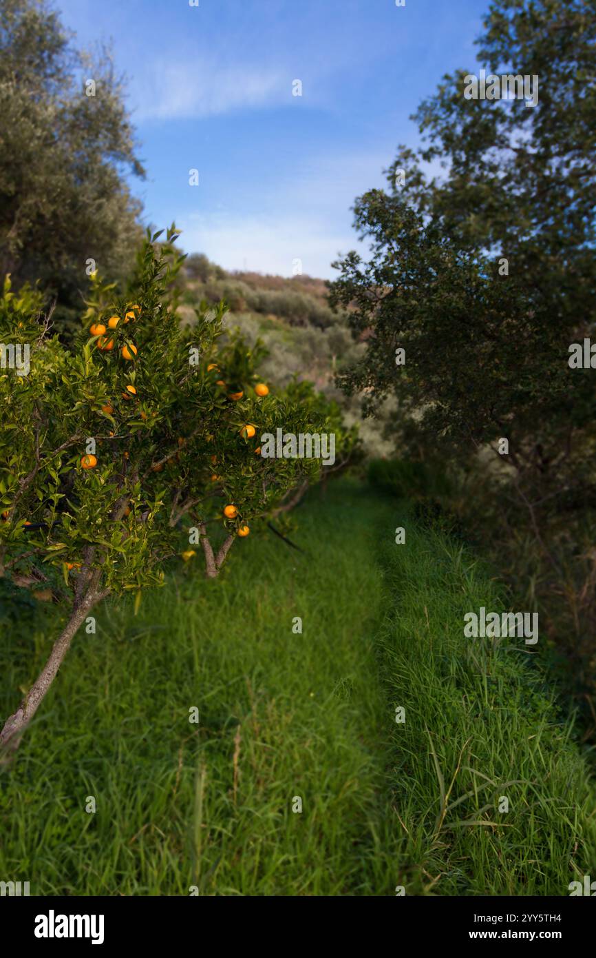 Sicilian Orange tree in the Italian countryside Stock Photo - Alamy