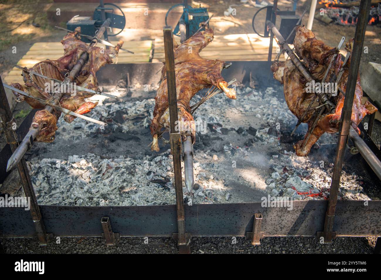 A young suckling lamb (sheep) and pig on skewer. Whole roasted pig and ...