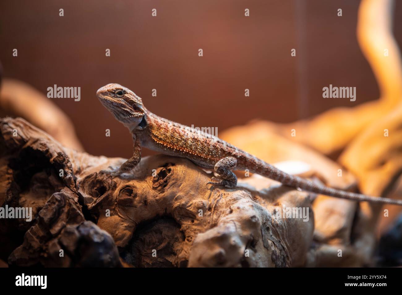 Cute bearded Agama Dragon sand lizard is sitting on log in his ...