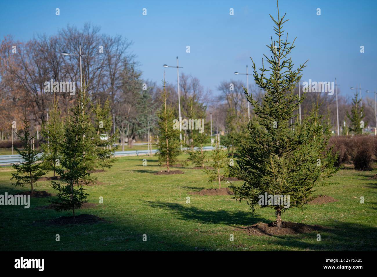 Newly planted trees in a row, in city park. Earth Day save environment ...
