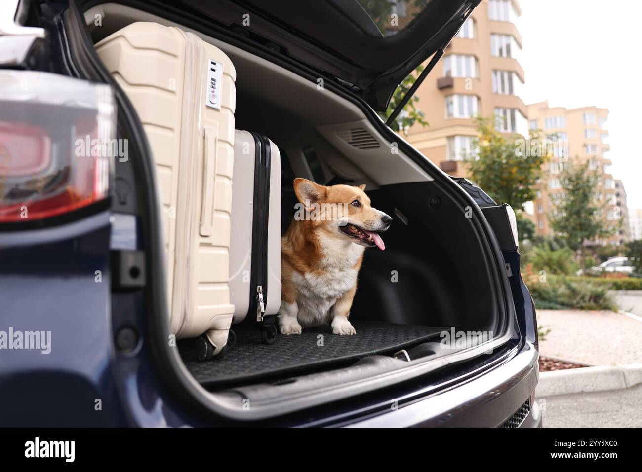 Pembroke Welsh Corgi near suitcases in car trunk Stock Photo - Alamy