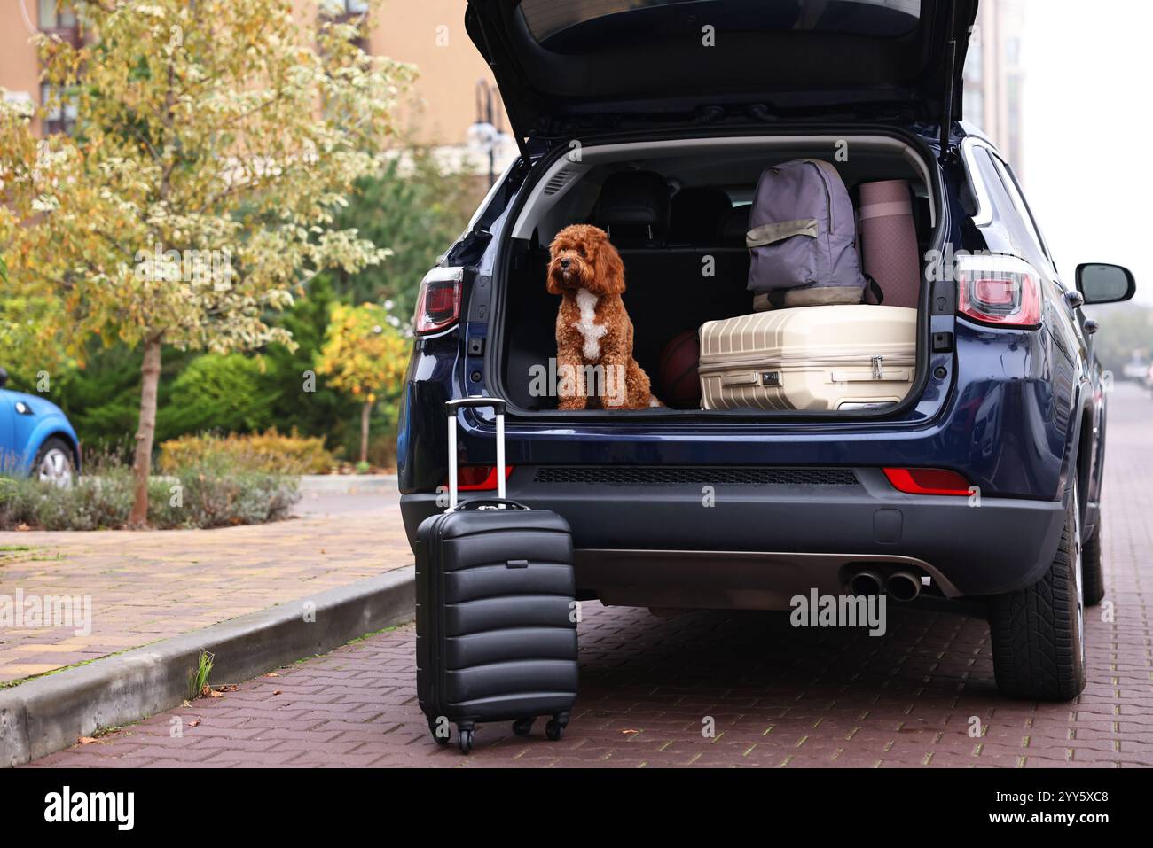 Cute Cavapoo dog and different stuff in car trunk Stock Photo - Alamy