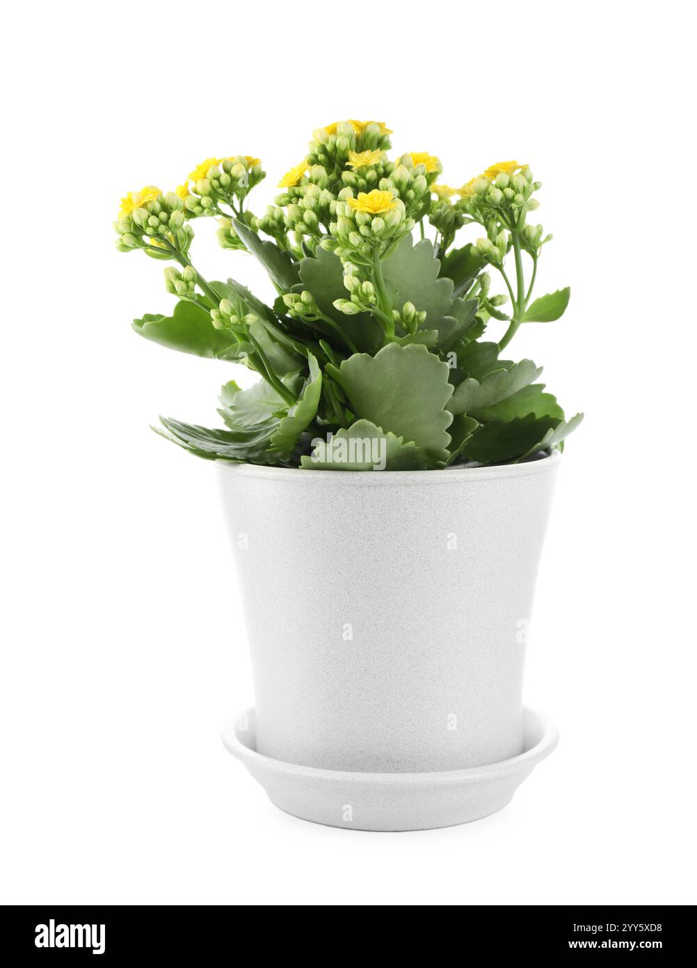 One beautiful kalanchoe flower in pot isolated on white Stock Photo - Alamy