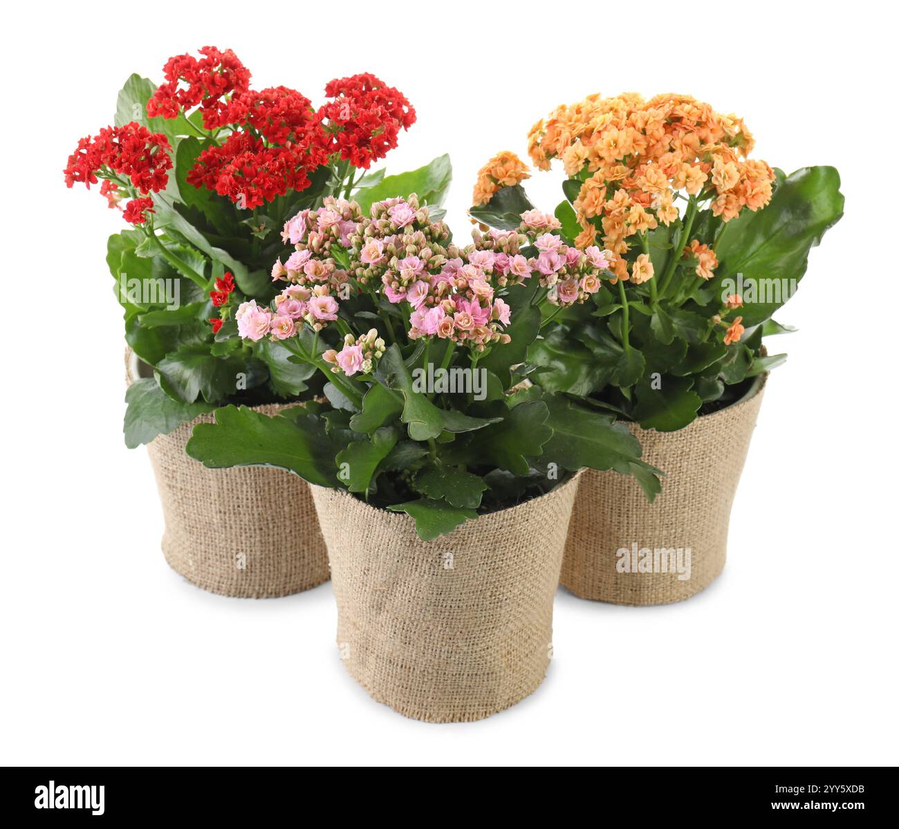 Beautiful kalanchoe flowers in pots isolated on white Stock Photo - Alamy