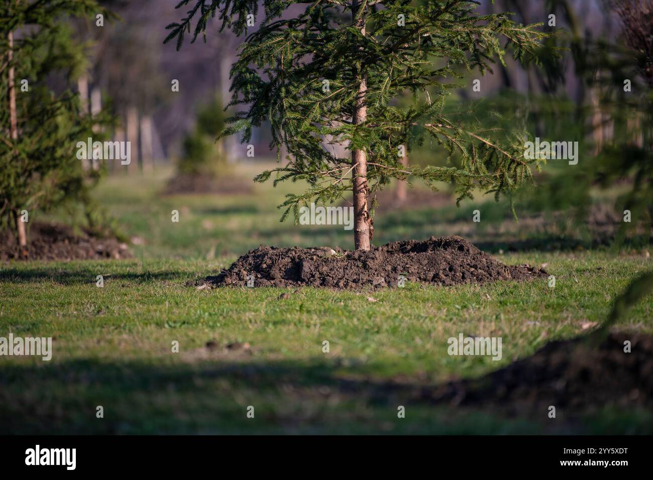 Newly planted trees in a row, in city park. Earth Day save environment ...