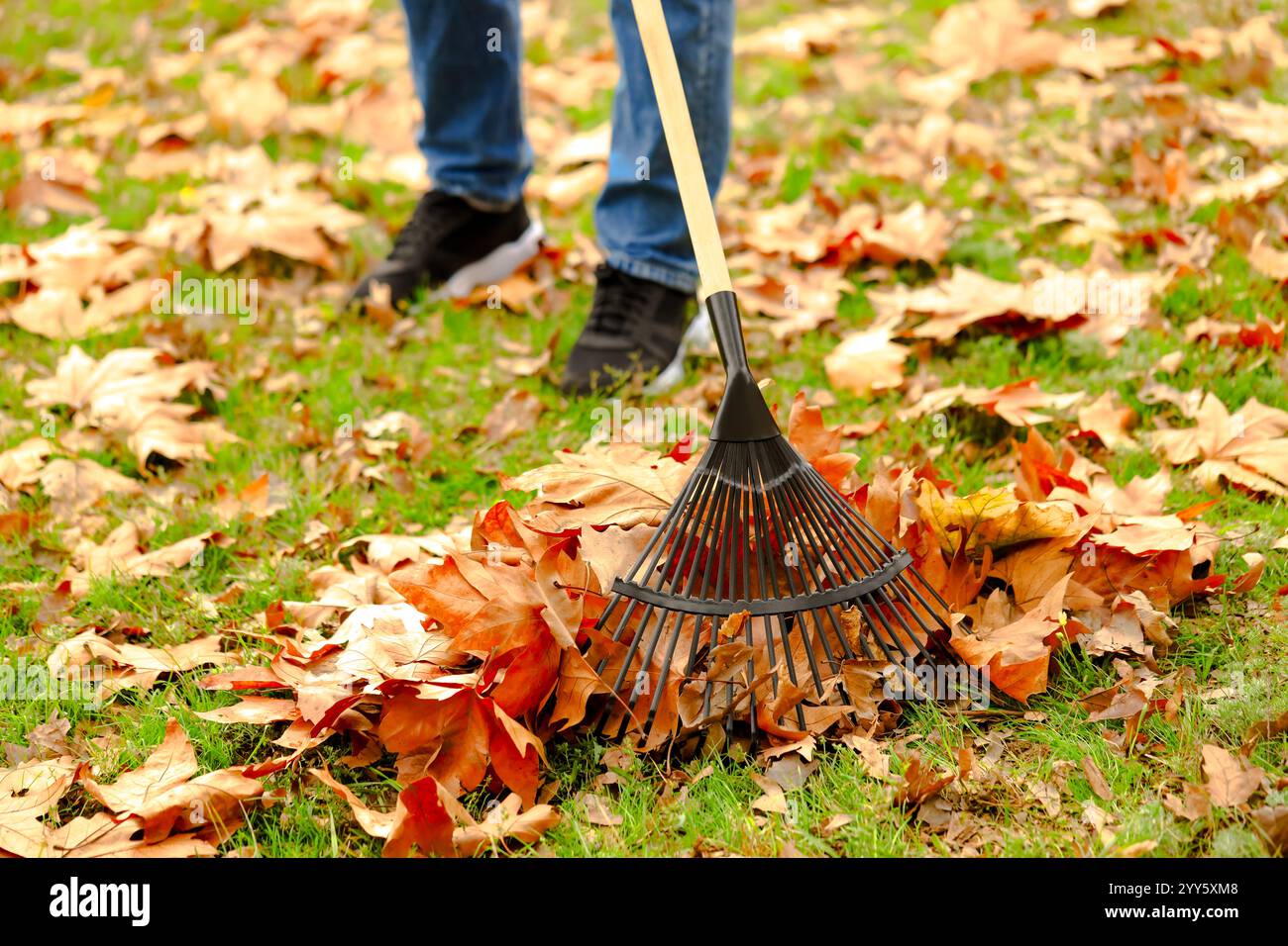Closeup garden collecting fallen leaves hi-res stock photography and ...