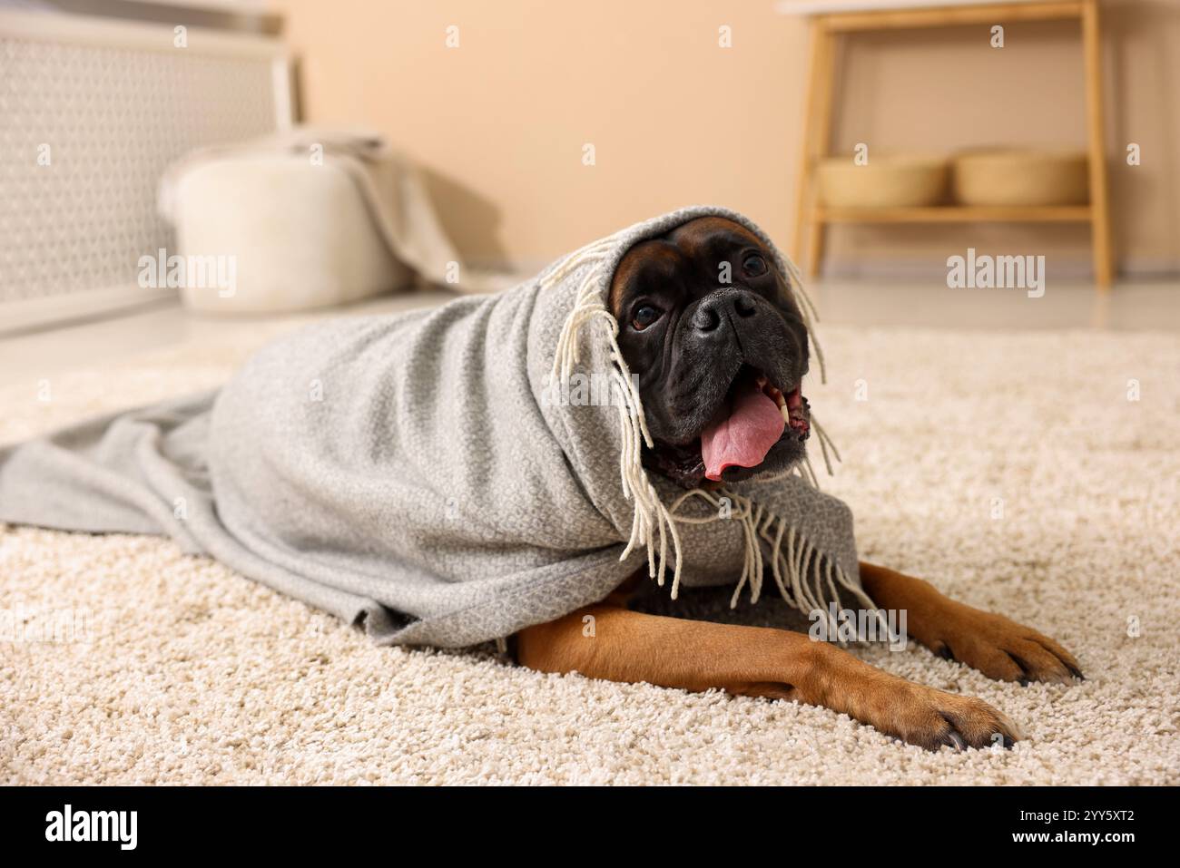 Cute dog wrapped in blanket lying on floor at home Stock Photo - Alamy