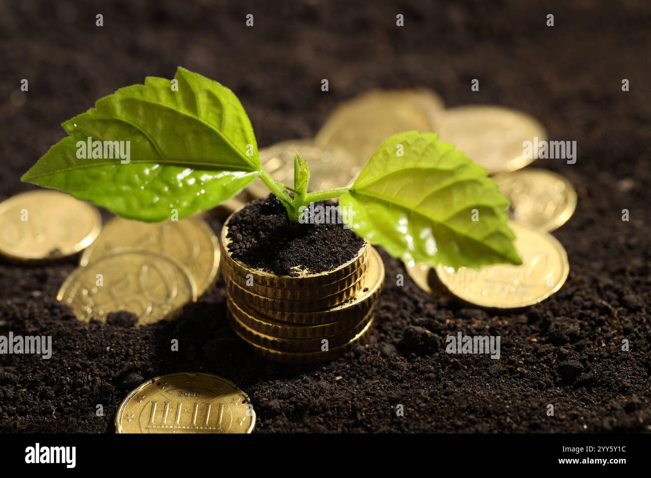Money growth concept. Coins and sprout in soil, closeup Stock Photo - Alamy
