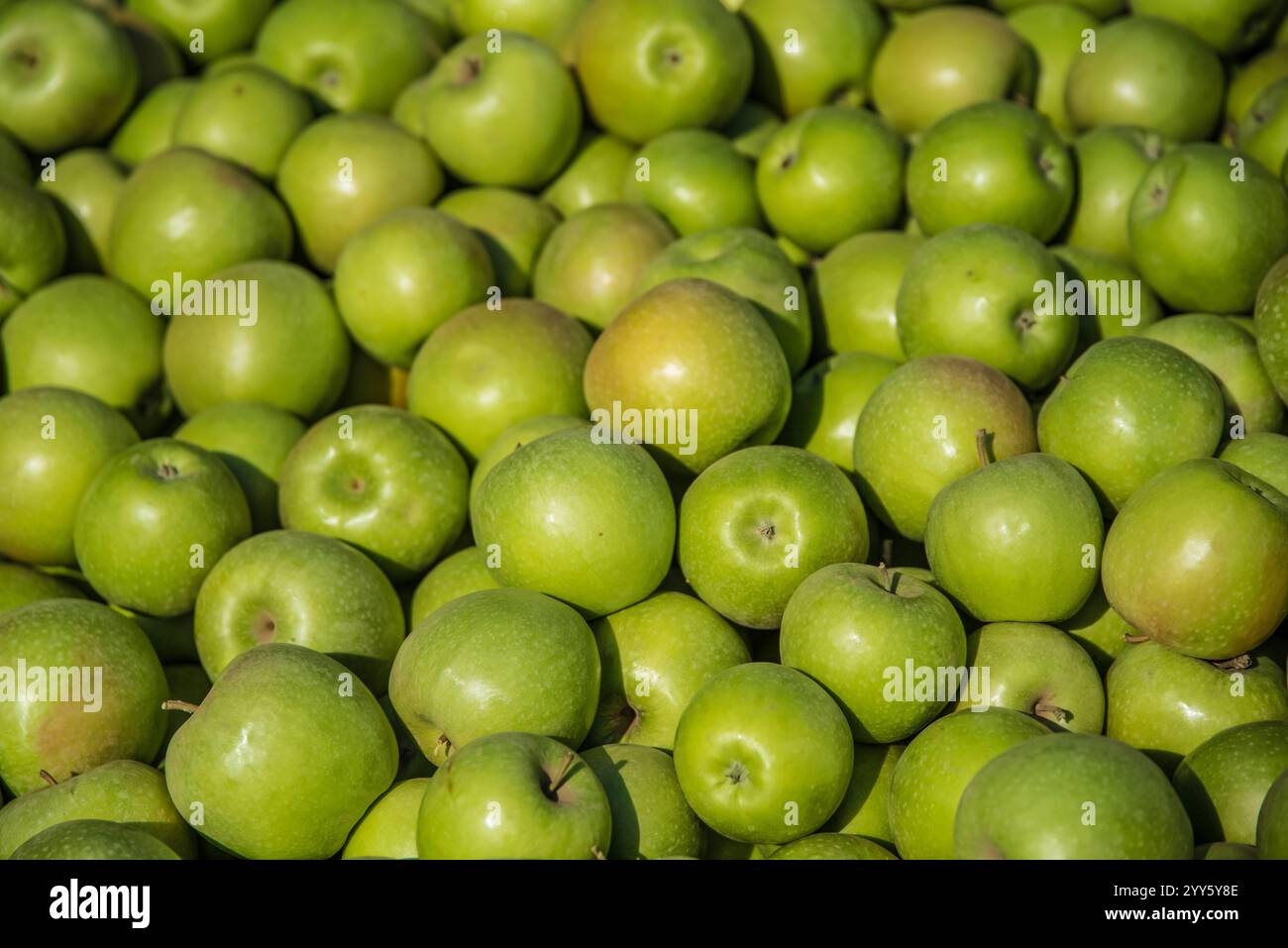 Close up of freshly harvested ripe green apples in big crates in ...