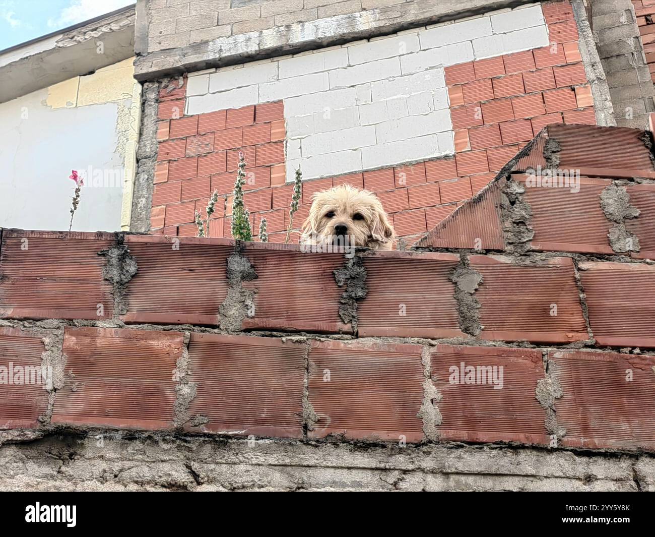 Cute Guardian: Adorable Fluffy Balcony Watchdog Stock Photo - Alamy