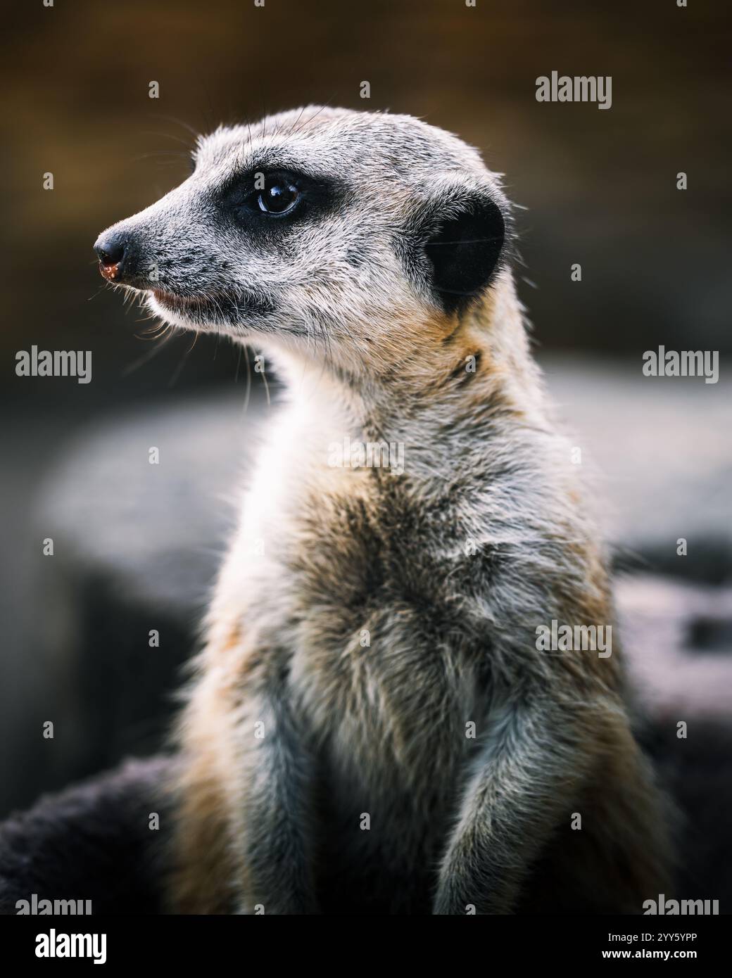 Meerkat standing on two legs hi-res stock photography and images - Alamy