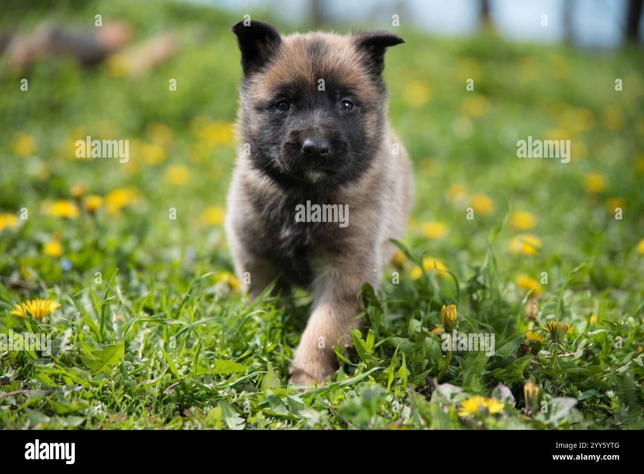 Cute baby dog belgian malinois playing in fields of grass and ...