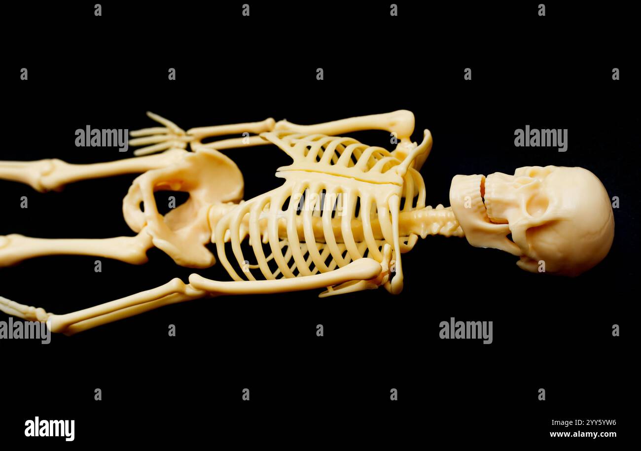 Highlighting anatomical details hi-res stock photography and images - Alamy