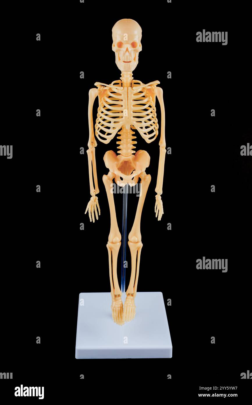 Realistic human skeleton model displayed with clear base against black ...