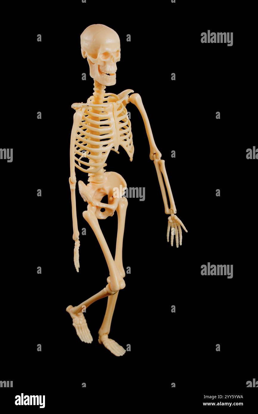 Human skeleton model in a dynamic stance on a black background ...
