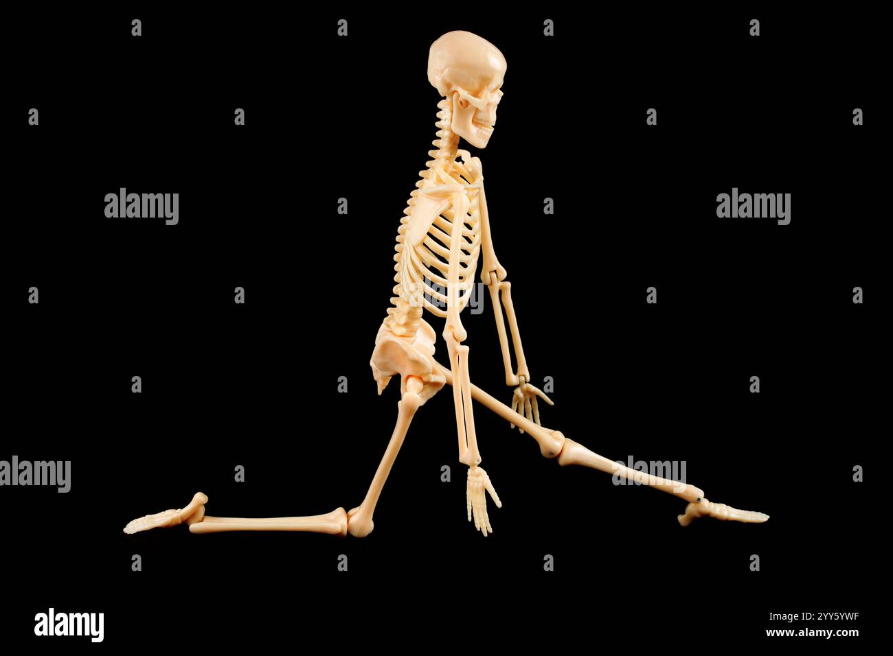 Human skeleton model positioned in a split pose on a black background ...