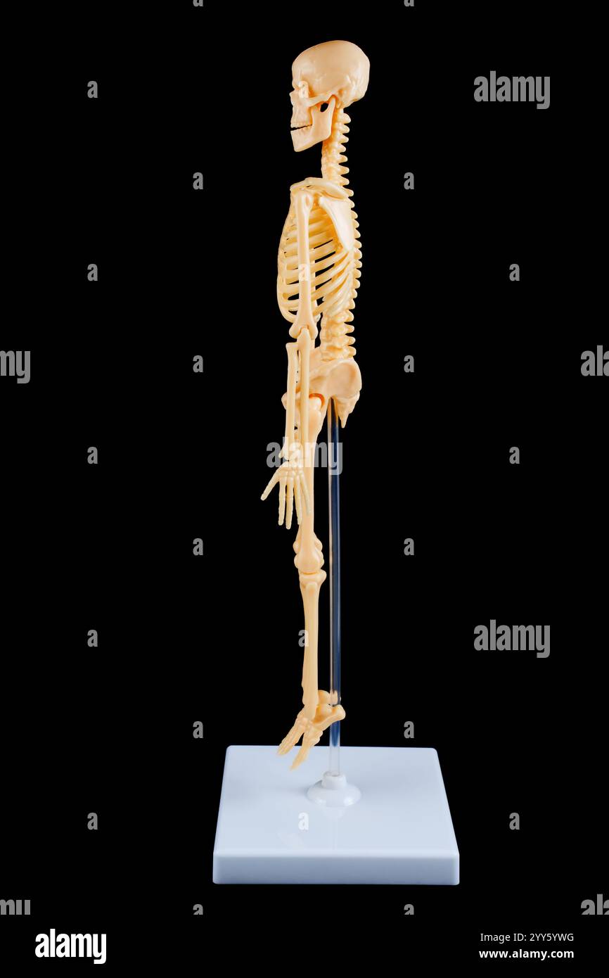 Detailed side profile of human skeleton model on clear base against ...