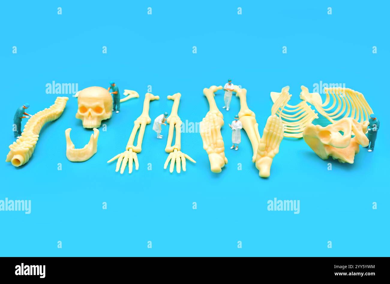 Human skeleton parts alongside miniature doctor figures on a bright ...