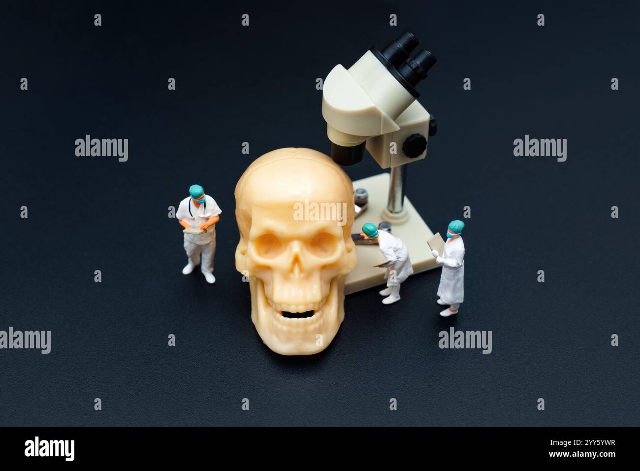 Detailed skull model is positioned alongside a microscope, with ...