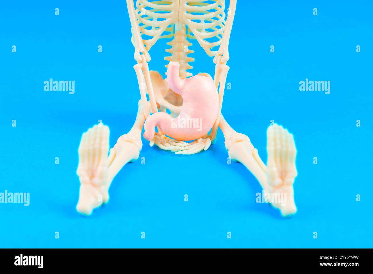 Anatomical skeleton model with stomach emphasized on blue background ...