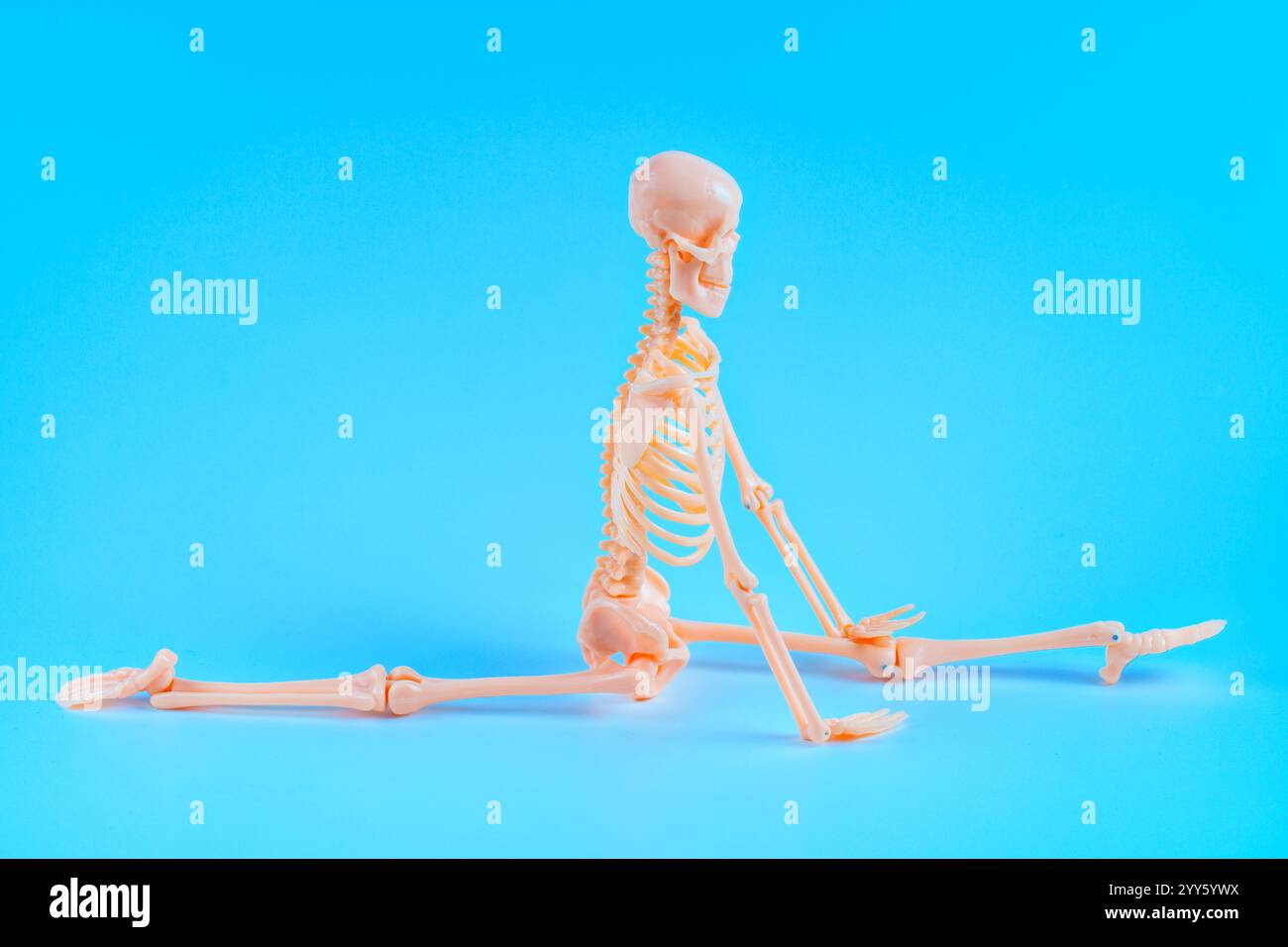 Dynamic side view of a human skeleton in a stretching pose against a ...