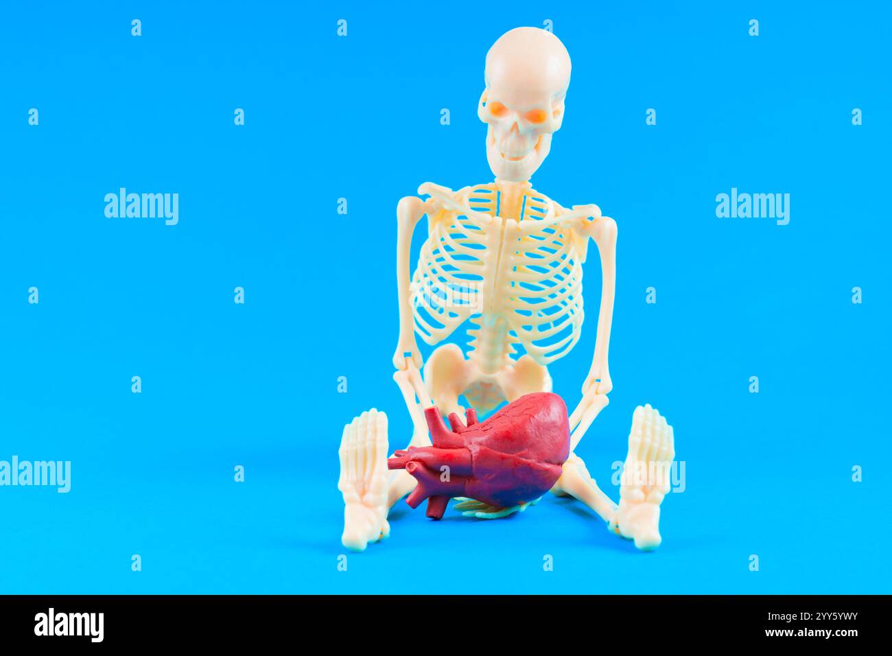 Human skeleton model seated and smiling, holding a heart model against ...