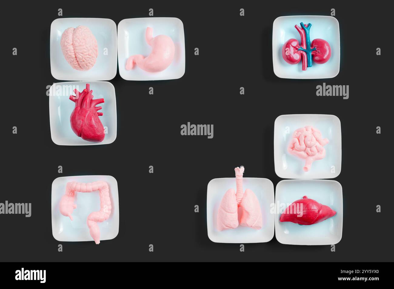 Collection of colorful anatomical models representing various human ...