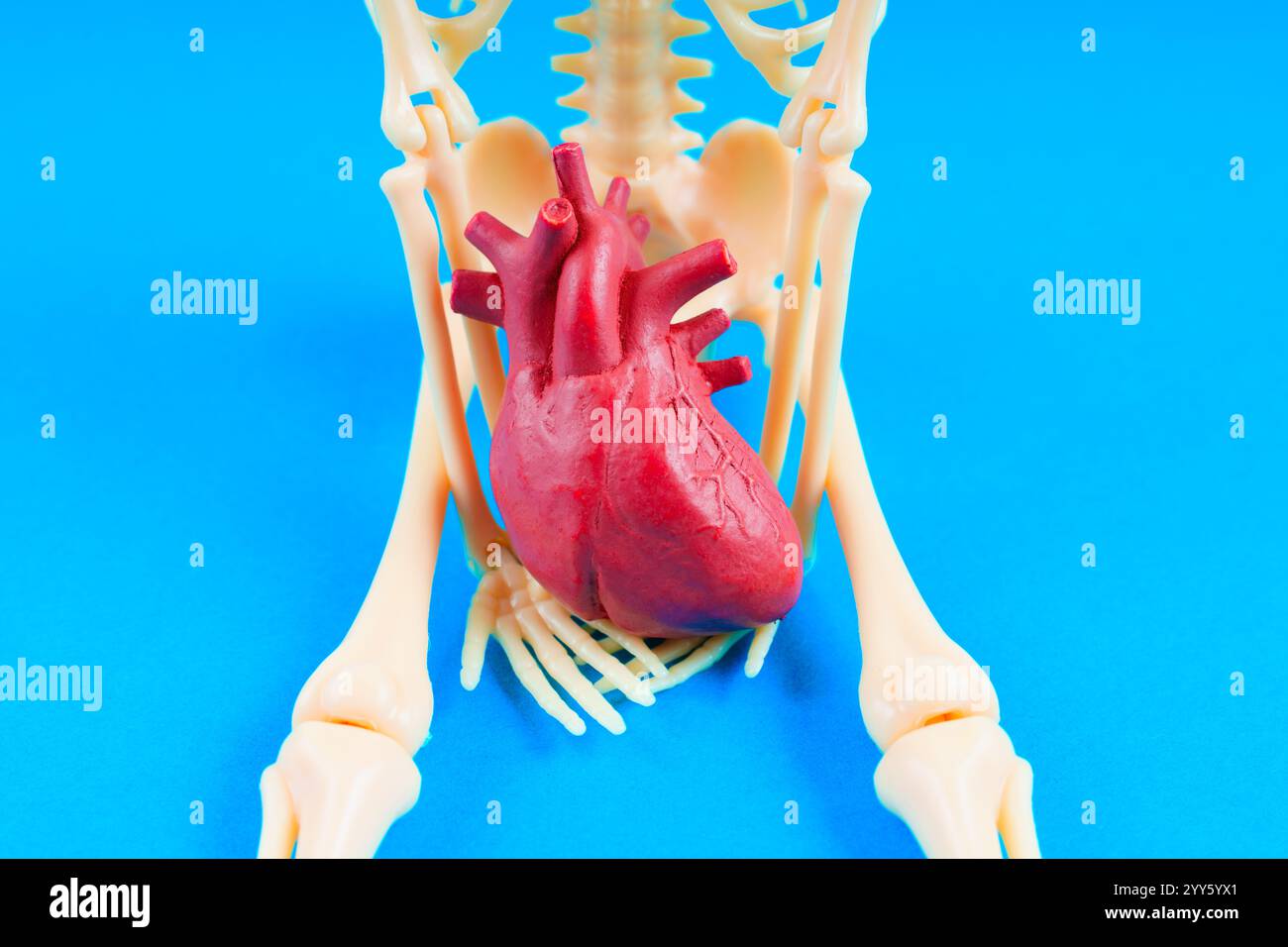 Close-up view of a human skeleton model displaying the heart, set ...