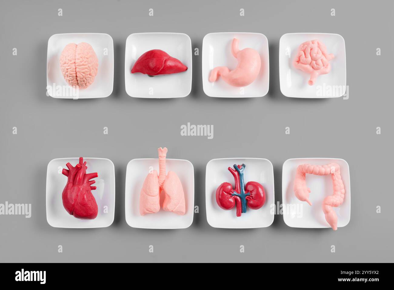 Arrangement of anatomical models representing various human organs on ...