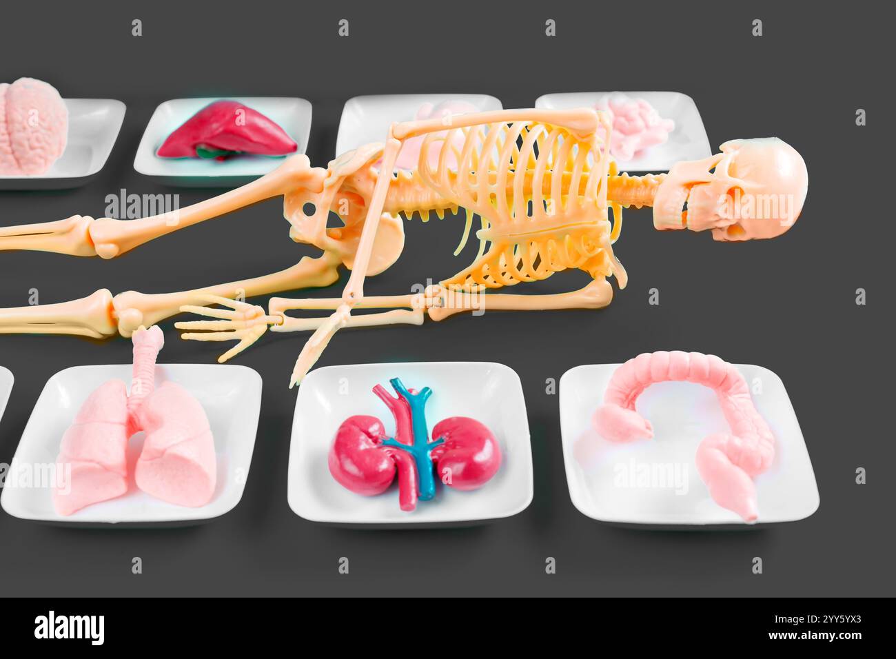 Skeleton model displayed alongside anatomical organ replicas on white ...