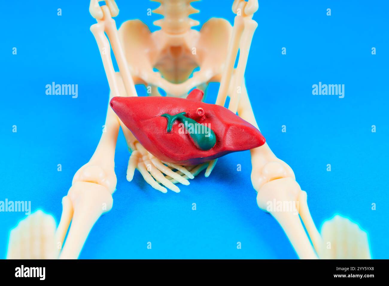 Human skeleton model seated with a colorful liver model placed in front ...