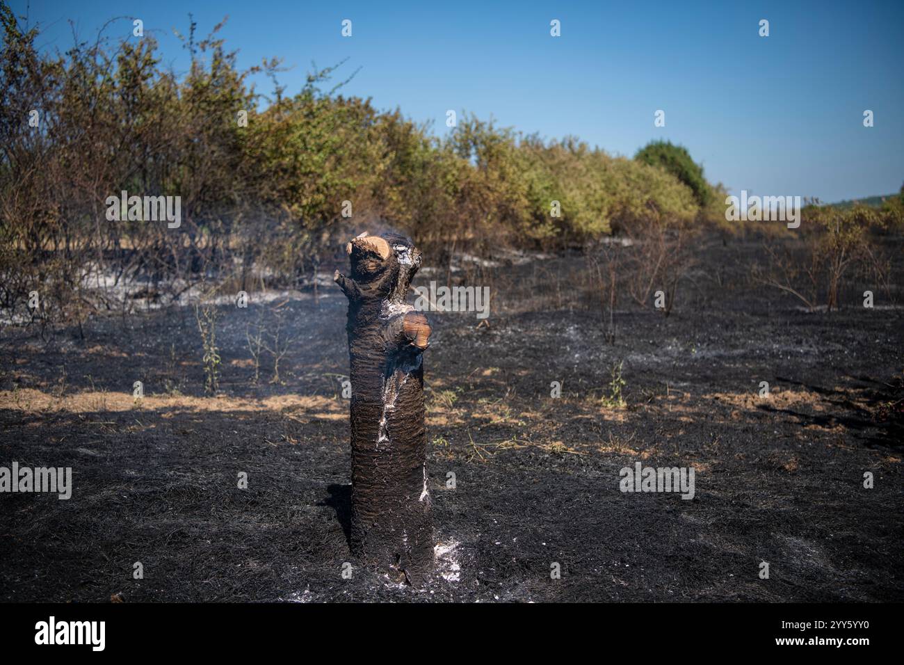 Wheat fields of cherry orchards destroyed and burned in fire disaster ...